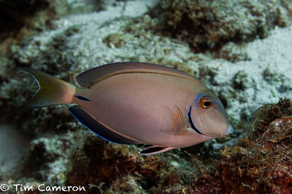 Caribbean Ocean Surgeonfish from Curaçao on October 02, 2019 at 02:30 ...