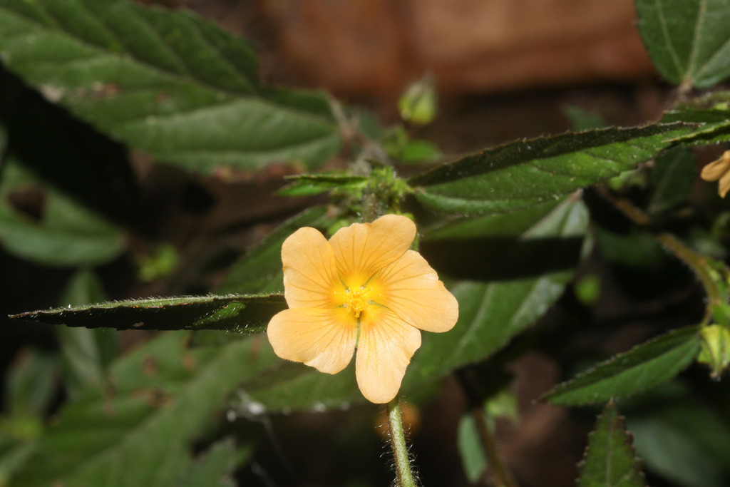 Sida hirsutissima from Guanacaste Province, Curubandé de Liberia, Costa ...