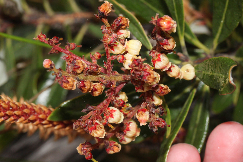 dwarf madrone from Cerro de la Muerte, Costa Rica on July 15, 2012 at ...