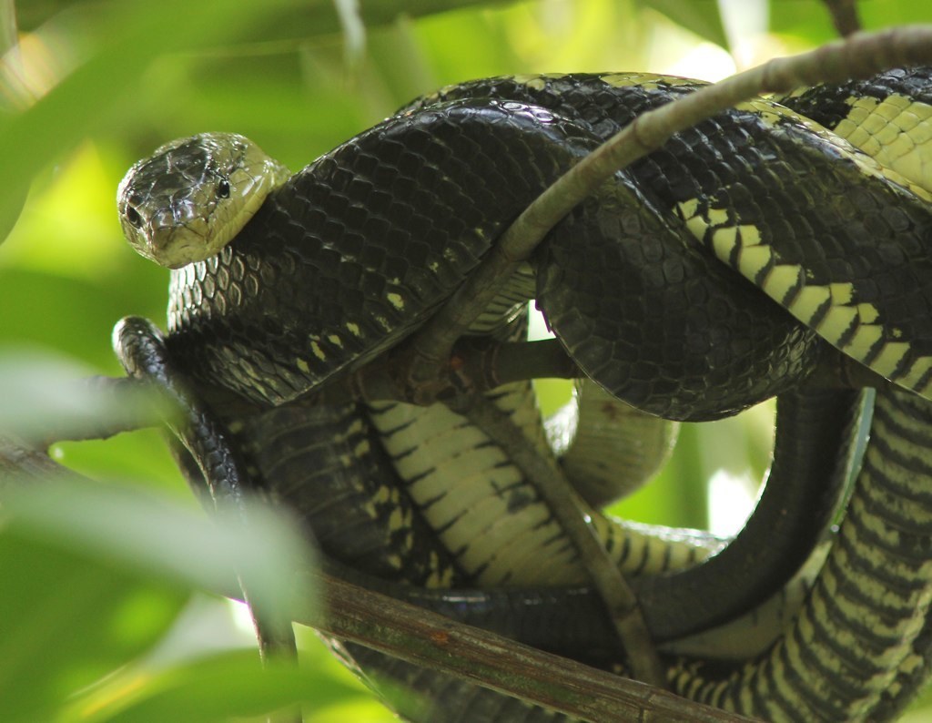 Celebes Black-Tailed Ratsnake from Tangkoko Nature Reserve, Sulawesi ...
