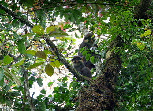Cameroon Red-eared Monkey (Subspecies Cercopithecus erythrotis ...