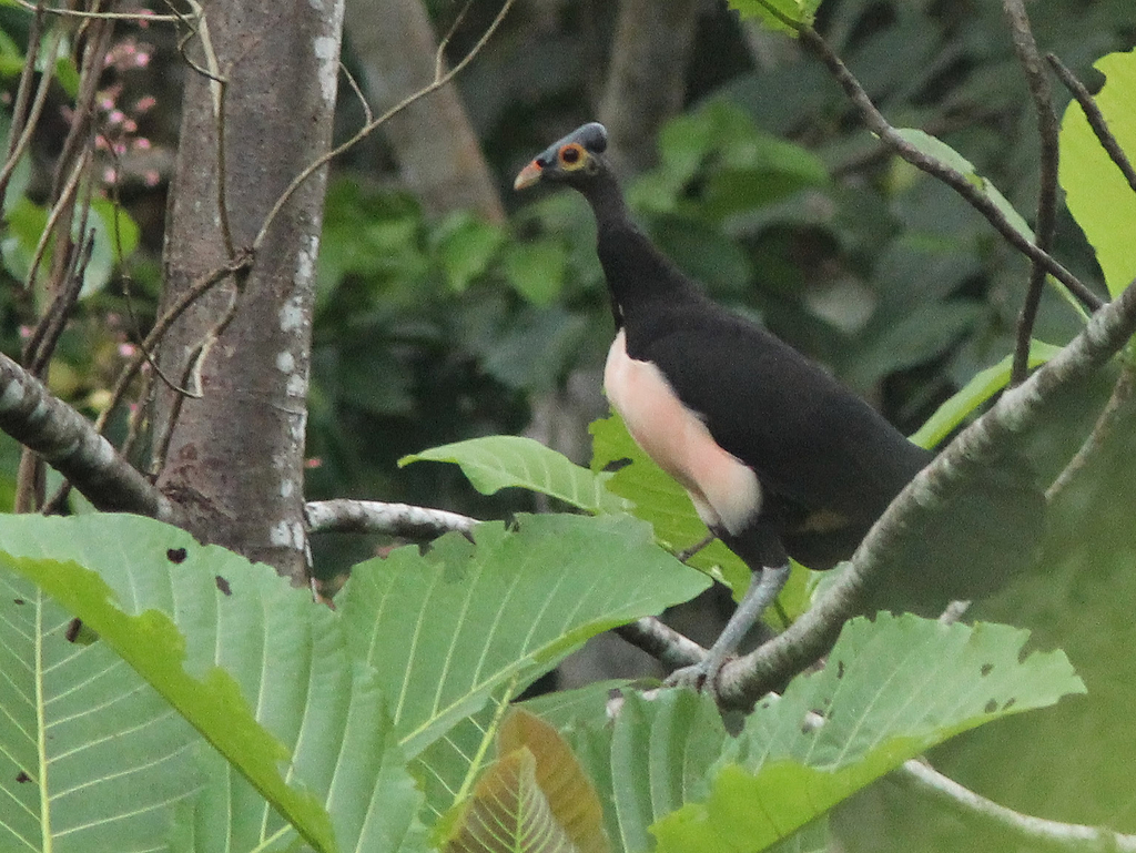 Maleo in October 2011 by dbeadle. Maleo. Photographed at North Sulawesi ...