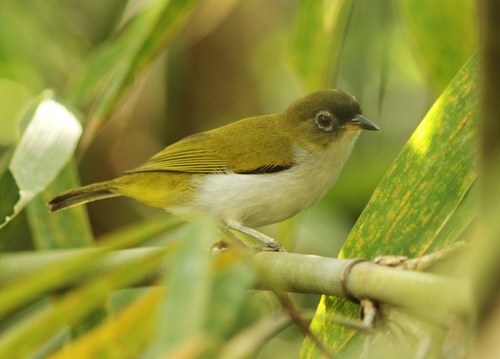 Cream-throated White-eye (Zosterops atriceps) · iNaturalist United Kingdom