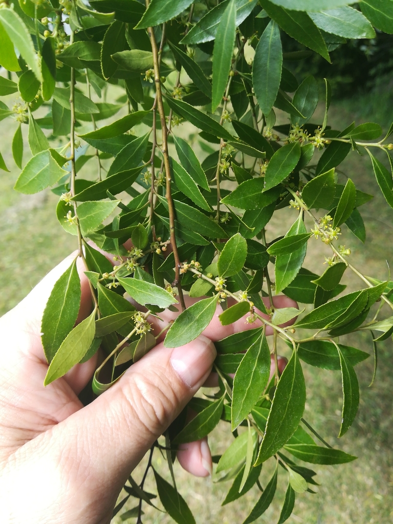 Maiten tree from Fernside, New Zealand on October 15, 2019 at 01:43 PM ...