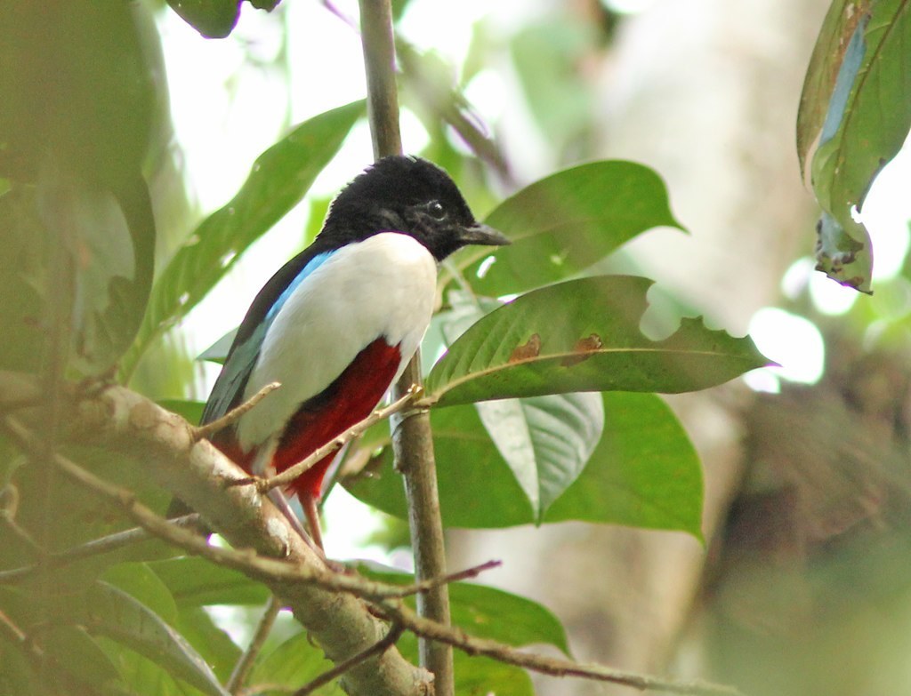 Ivory-breasted Pitta (Pitta maxima) - Avian Discovery