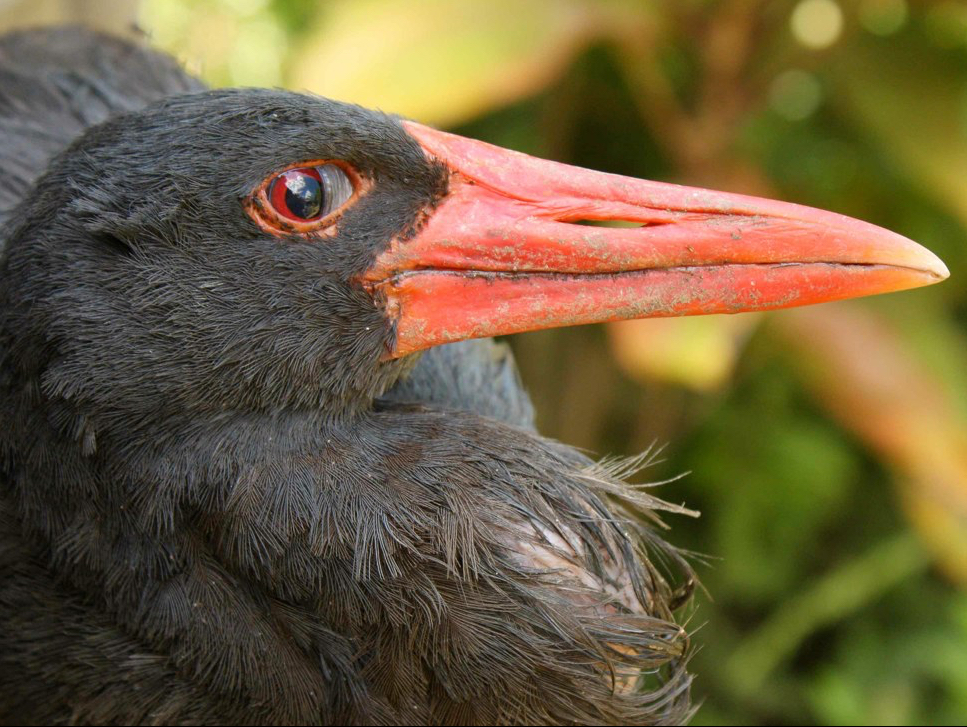 Invisible Rail in October 2011 by dbeadle. Freshly dead adult Invisible ...