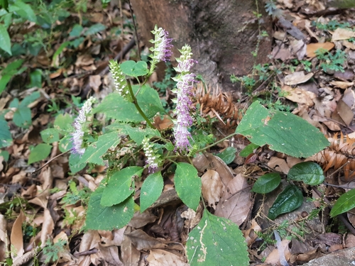 Collinsonia elsholtzioides · iNaturalist