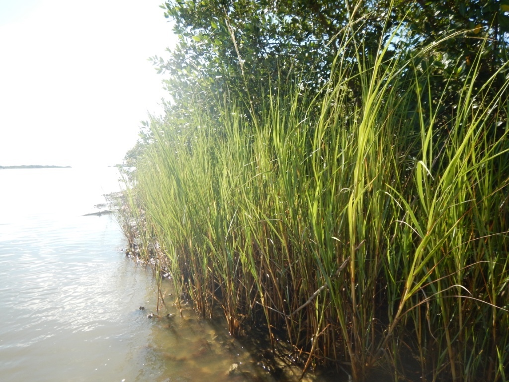 Saltmarsh Cordgrass from Volusia County, FL, USA on September 11, 2016 ...