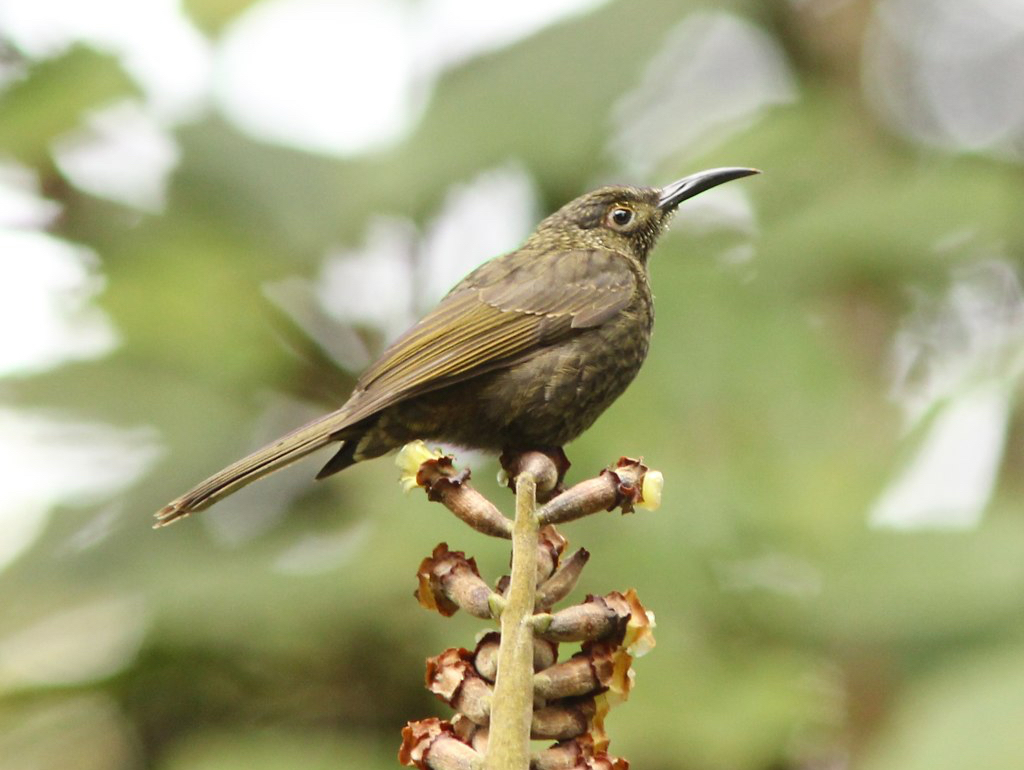 Dark-eared Myza (Myza celebensis) - Avian Discovery