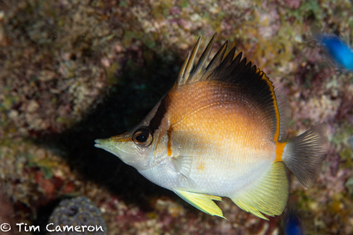 Longsnout Butterflyfish (Prognathodes aculeatus) · iNaturalist