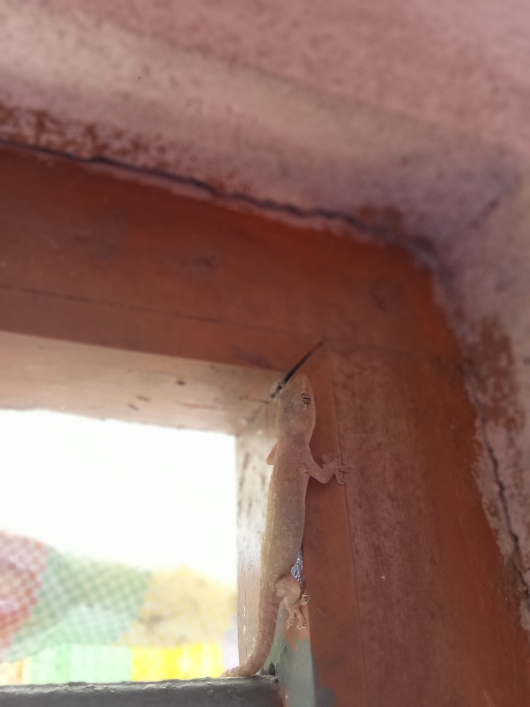 Asian House Gecko from Faridpur, West Bengal, India on October 13, 2019 ...