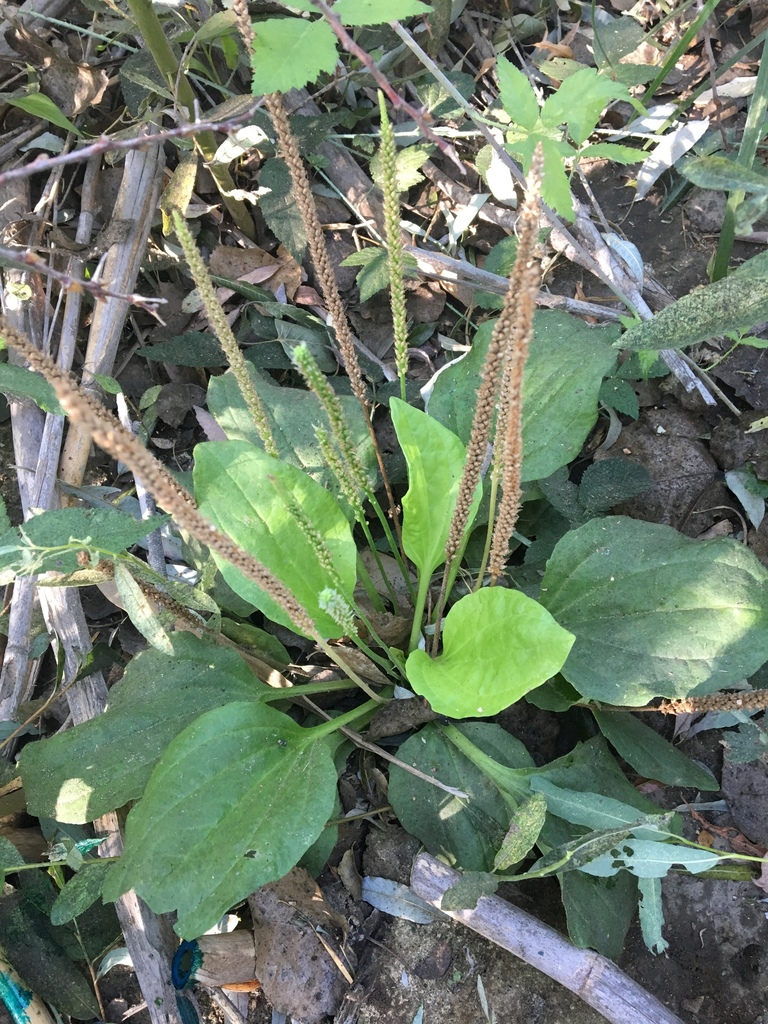 greater plantain from Fillmore, CA, US on October 15, 2019 at 10:20 AM ...