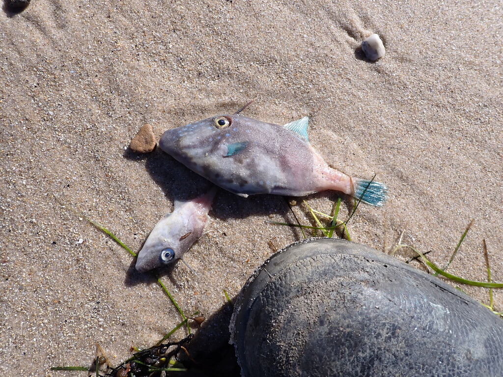 Bluefin Leatherjacket from Brighton SA 5048, Australia on July 23, 2025 ...