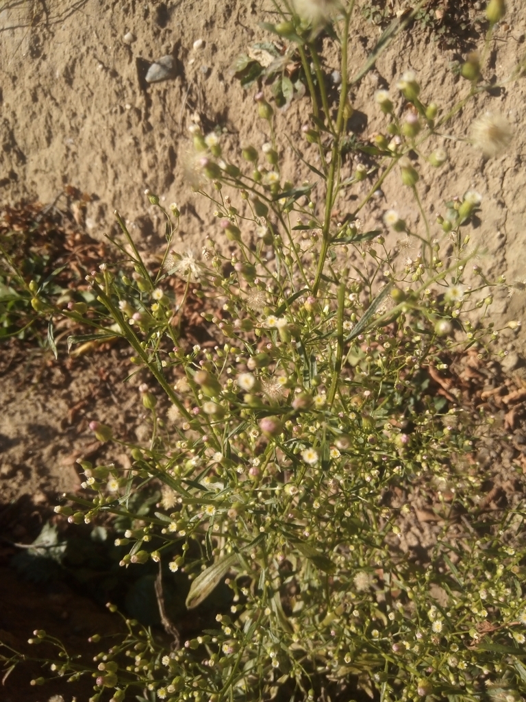 horseweed from Hida, RO-SJ, RO on October 15, 2019 at 04:10 PM by ...