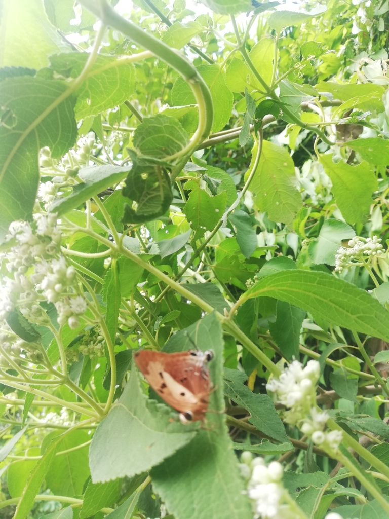 Atlides rustan from Cimitarra, Santander, Colombia on October 15, 2019 ...