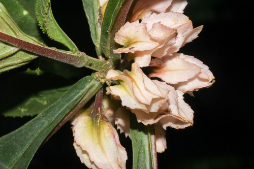 Drymonia parviflora (Gesneriaceas de Costa Rica / Gesneriads of Costa ...