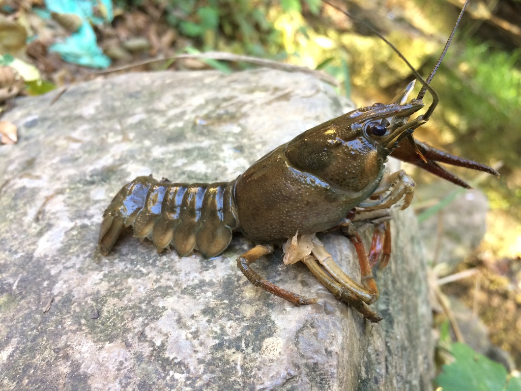 European Crayfish in October 2019 by Aleksander Golemaj · iNaturalist