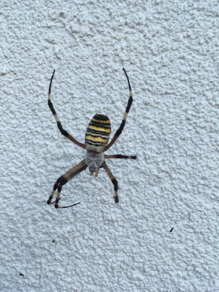 Wasp Spider in October 2019 by Nives Brzic · iNaturalist