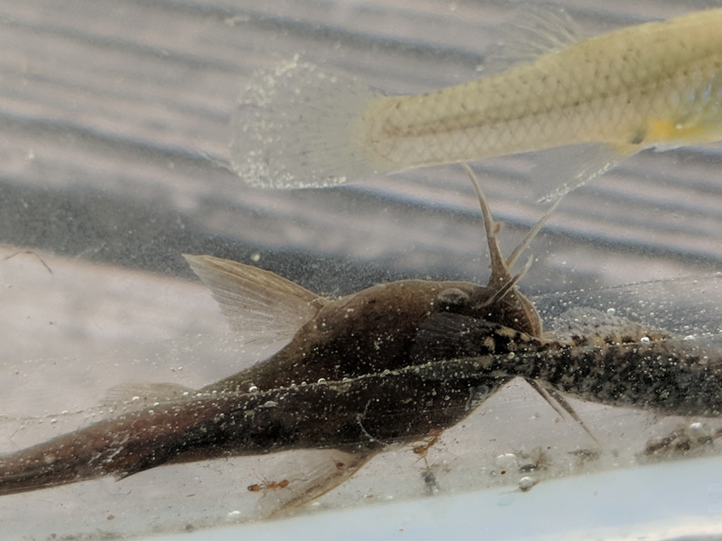 Tadpole Madtom from Massac County, US-IL, US on October 15, 2019 at 03: ...