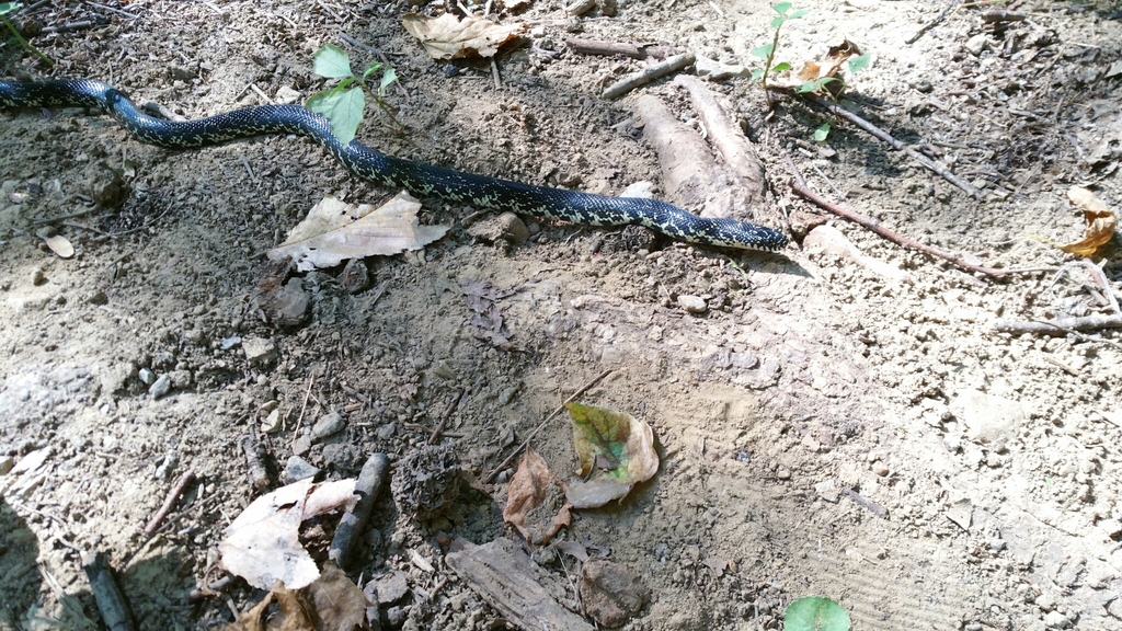 Black Kingsnake from Henderson County, US-KY, US on October 15, 2019 at ...