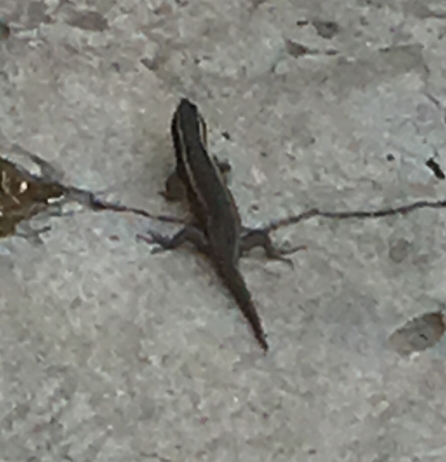 Speckled Rock Skink from Pioneer Road, Maseru, Maseru, LS on October 14 ...
