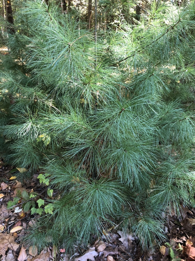eastern white pine from Woodland Rd, North Hampton, NH, US on October ...