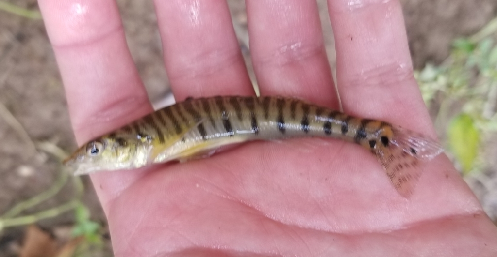 Roughbelly Darters from Stone County, MO, USA on October 15, 2019 at 02 ...