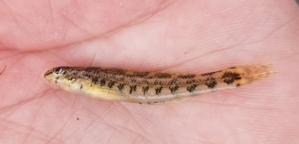 Banded darter from Stone County, MO, USA on October 15, 2019 at 02:01 ...