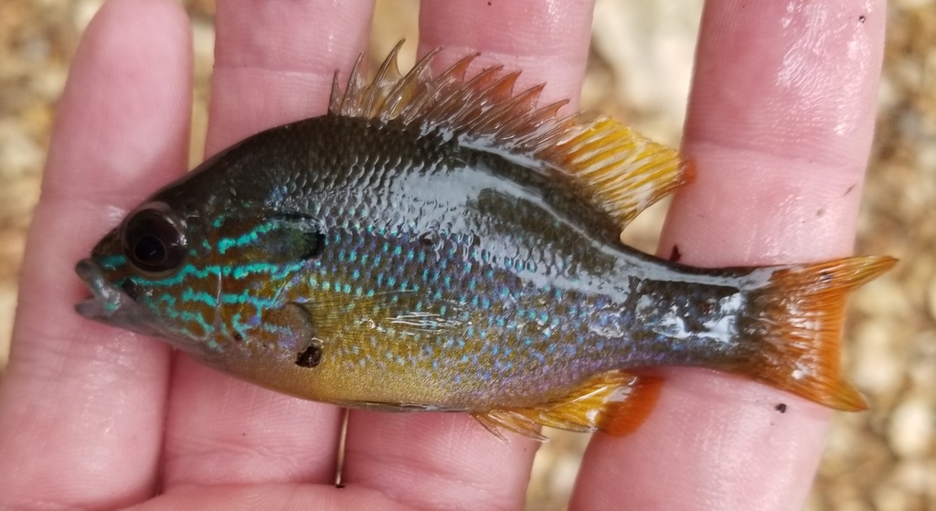 Longear Sunfish from Stone County, MO, USA on October 15, 2019 at 02:57 ...