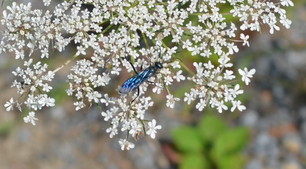 Nearctic Blue Mud-dauber Wasp from Argenteuil Regional County ...