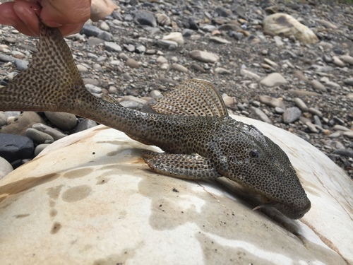 Squaliforma tenuicauda · iNaturalist