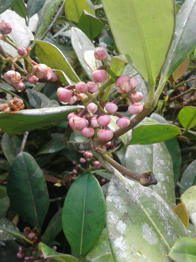 attorney trees from Gonzalo Diaz de Pineda (El Bombon), Ecuador on ...