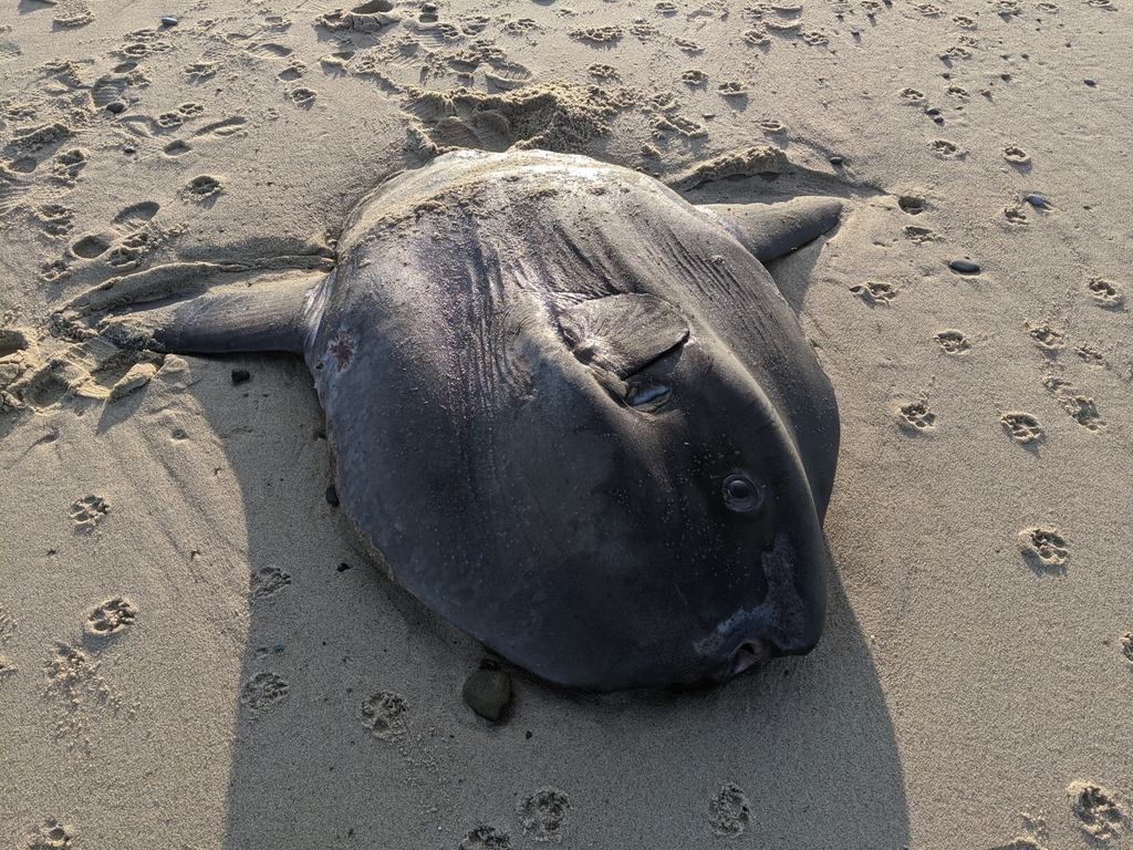 Common Mola from Truro, MA, USA on October 15, 2019 at 04:54 PM by Alex ...