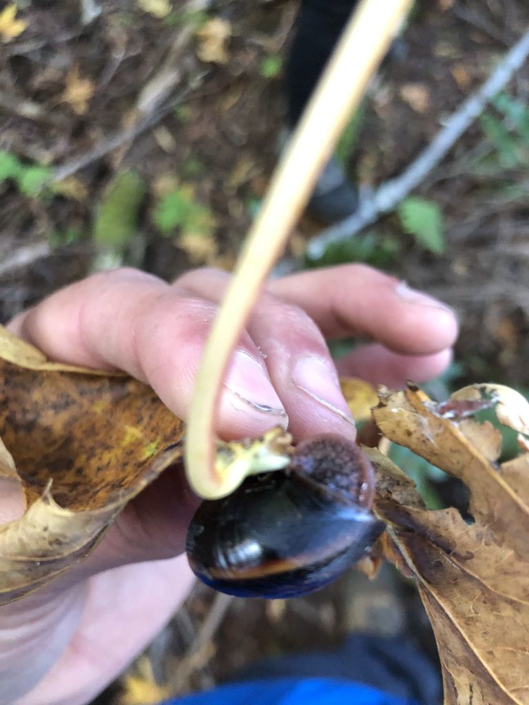 Something on October 09, 2019 by Stephen Nicholson · iNaturalist