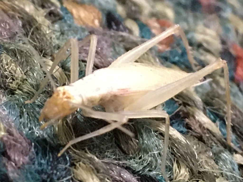 Common Tree Crickets from Tualatin Hills Nature Park, Beaverton, OR, US ...