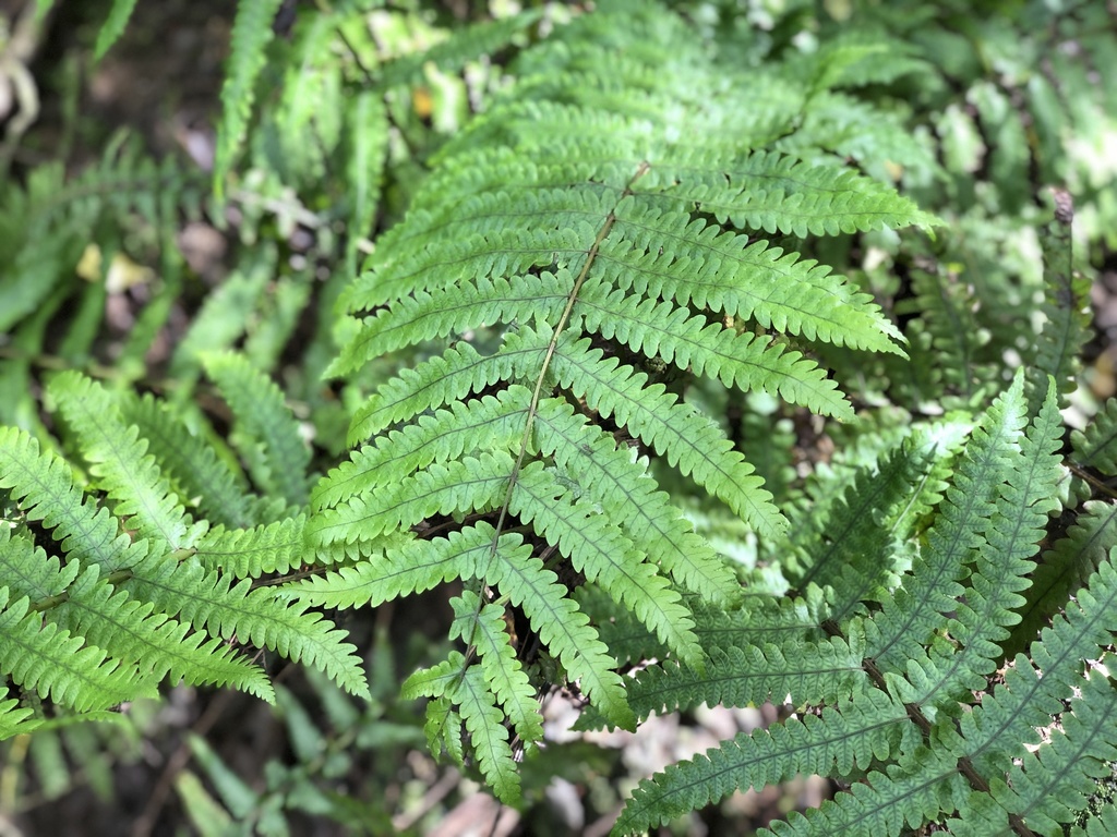 Lime Fern from Waikowhai Park, Mount Roskill, Auckland, NZ on October ...