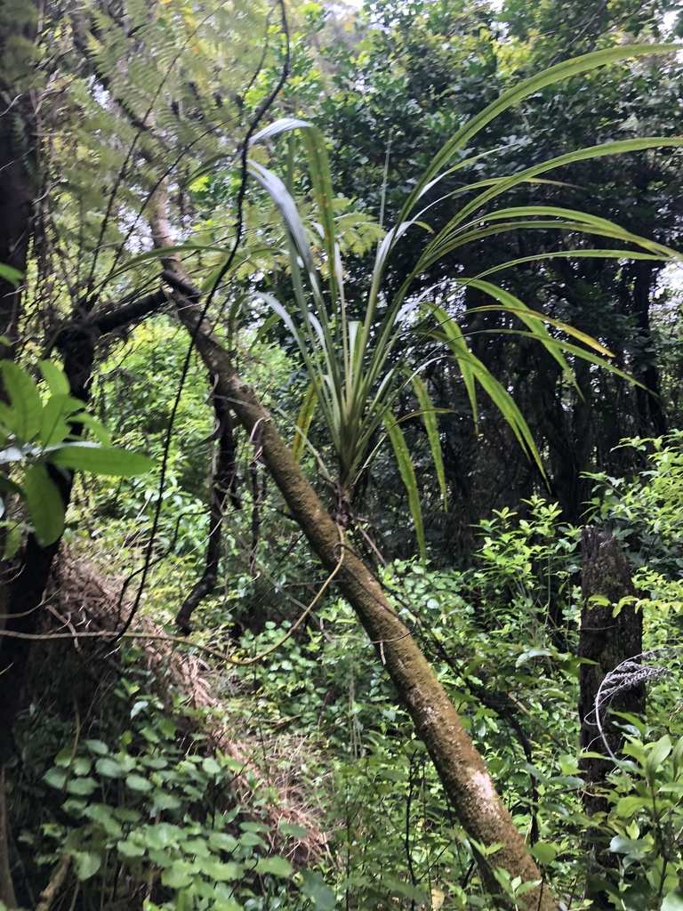 Forest Cabbage Tree from Waikowhai Park, Hillsborough, Auckland, NZ on ...