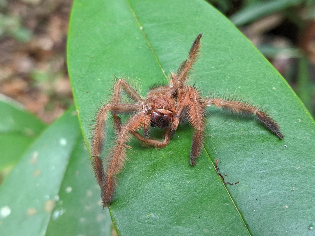 Lion Spider from Moramanga District, Madagascar on October 12, 2019 at ...