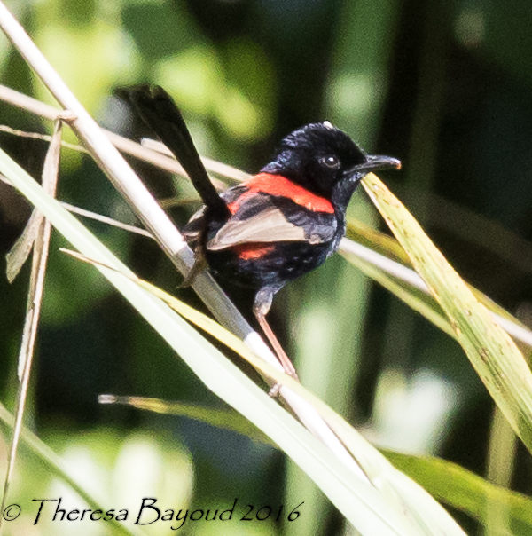 Red-backed Fairy-wren (Angourie survey area 1 2018) · iNaturalist