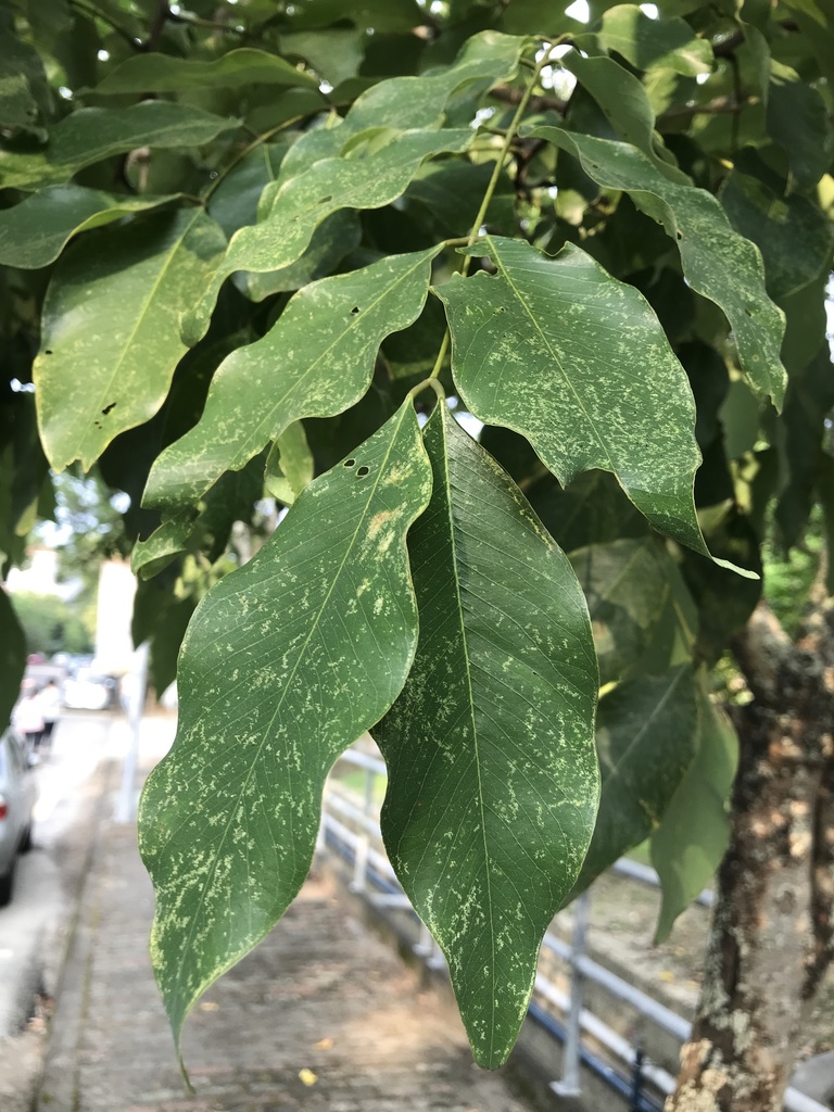 Shamel Ash from 東區, TW on October 16, 2019 at 03:50 PM by 劉家宏 · iNaturalist