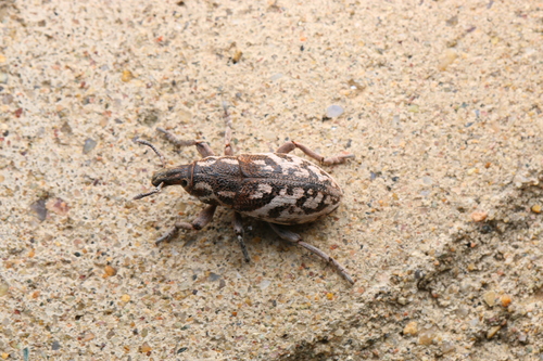 Adosomus koreanus · iNaturalist