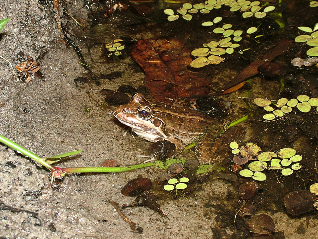 Criolla Frog from Guarapari - State of Espírito Santo, Brazil on April ...
