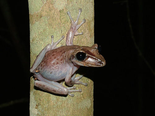 Despite its derpy appearance, Bruno's casque-headed frog (Nyctimantis ...