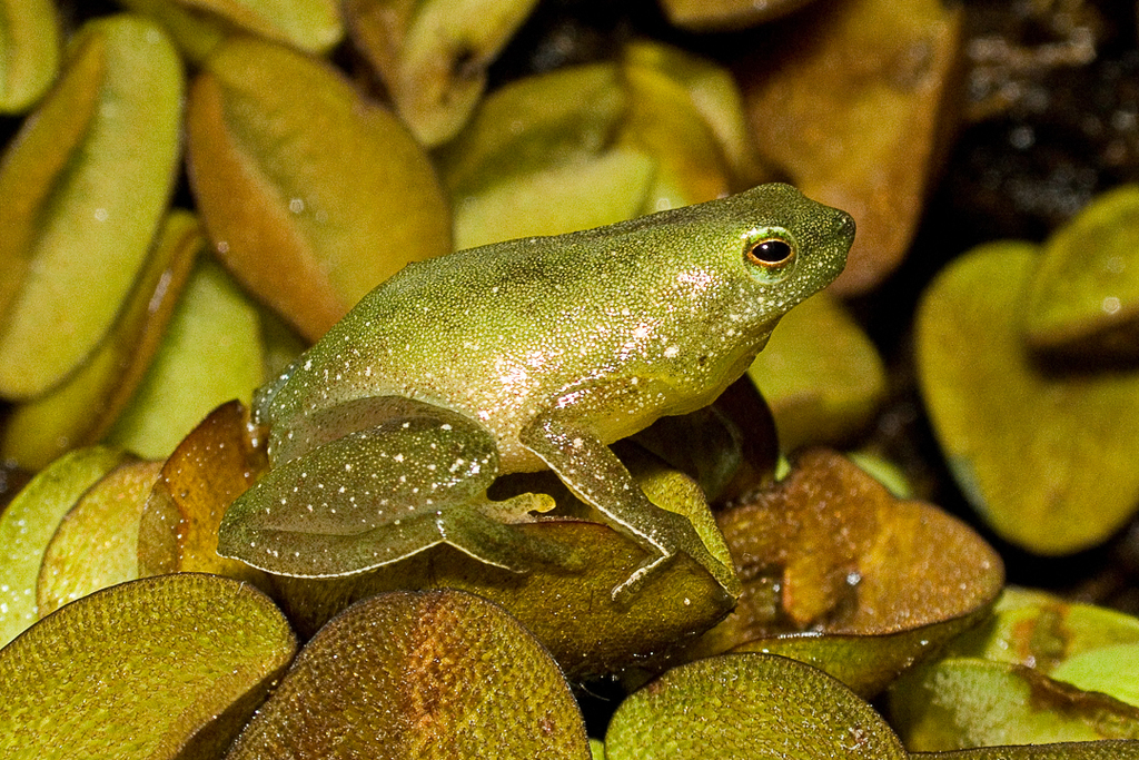 Rio Hatchet-faced Tree Frog from Guarapari - State of Espírito Santo ...