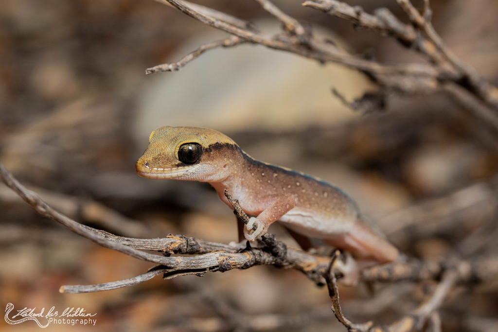 Eastern Stone Gecko from Torrens Creek QLD 4816, Australia on October ...