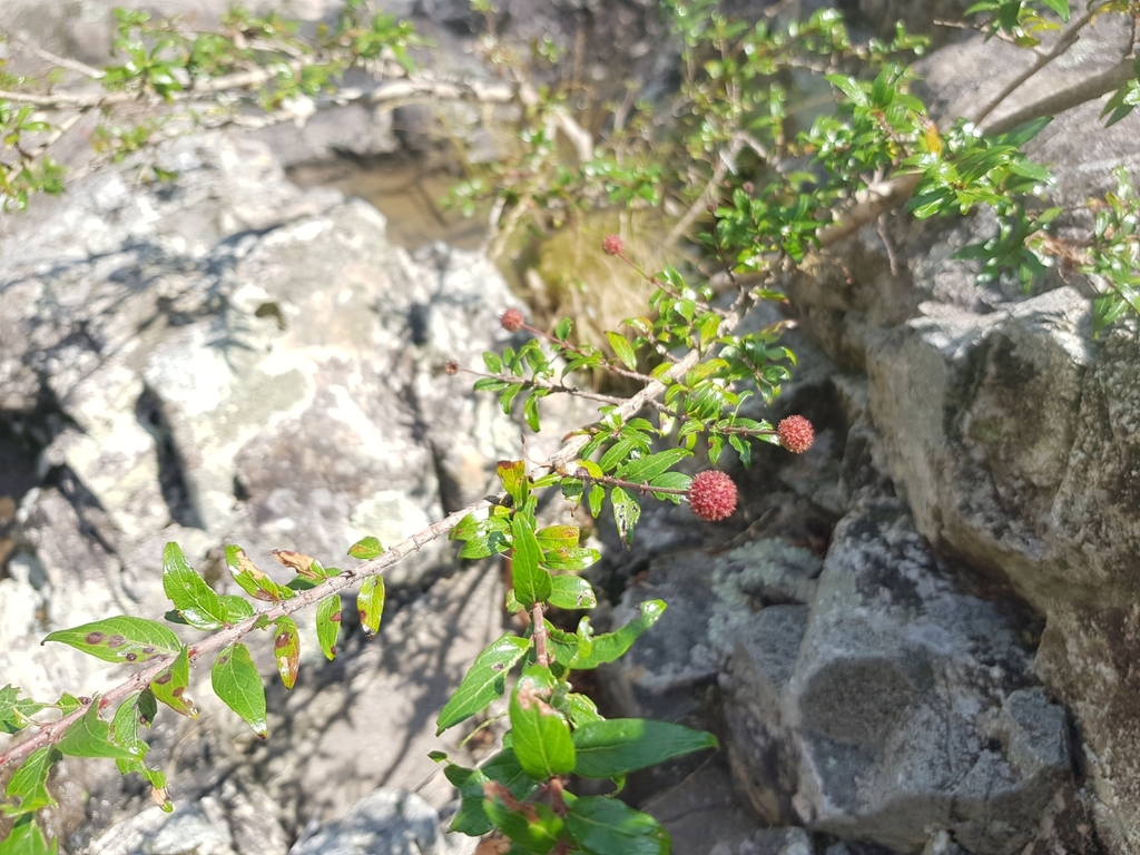 Adina rubella from 中國福建省寧德市壽寧縣 on October 16, 2019 at 10:00 AM by ...