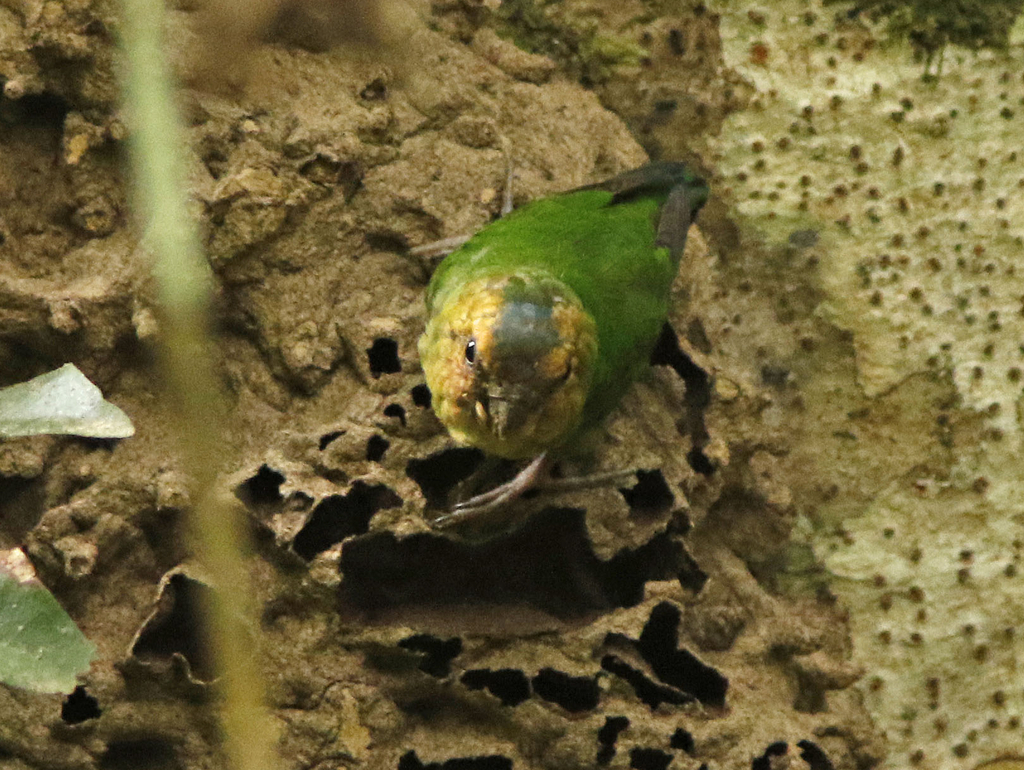Buff-faced Pygmy-Parrot (Micropsitta pusio) - Avian Discovery