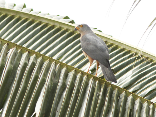 Variable Goshawk (Papuan) (Subspecies Accipiter hiogaster leucosomus) · iNaturalist