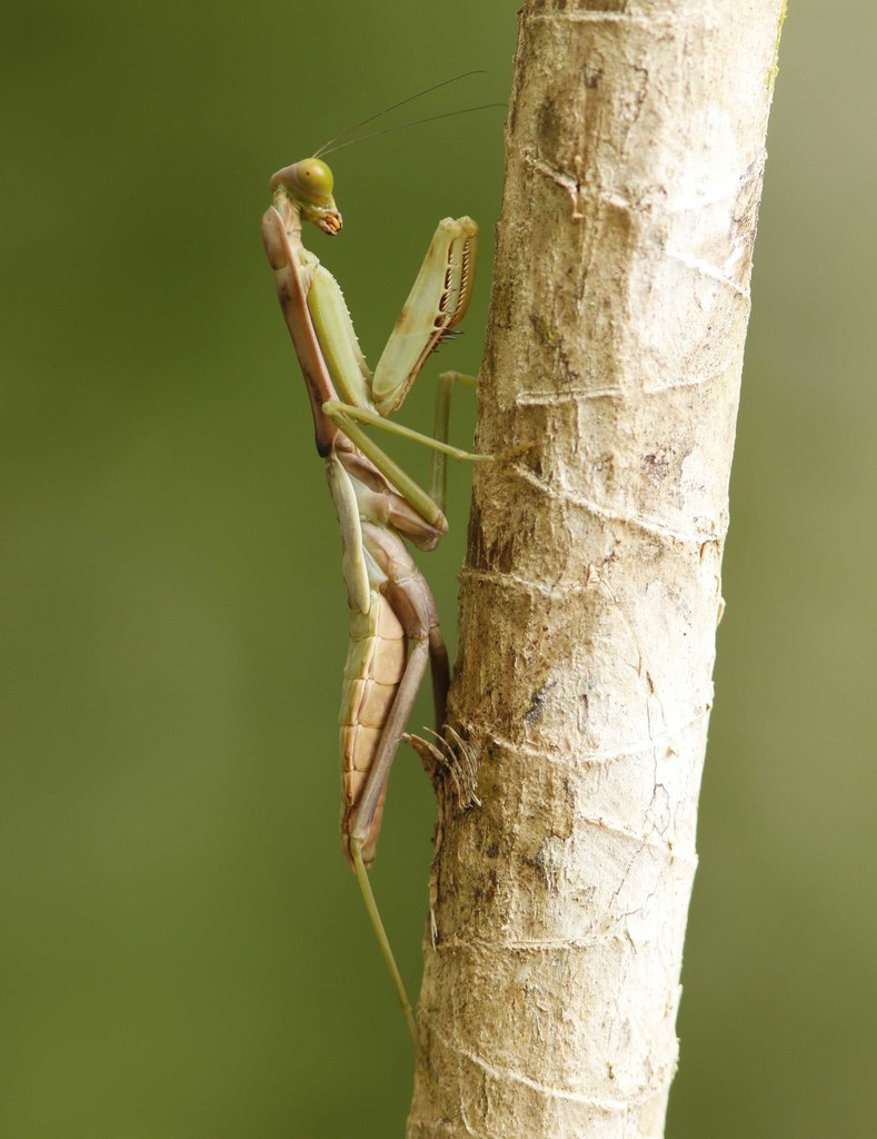 Giant Asian Mantises from Nimbokrang, West Papua, Indonesia on October ...