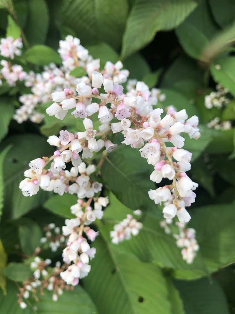 Lesser Knotweed from Carmarthenshire, Wales, GB on October 16, 2019 at ...